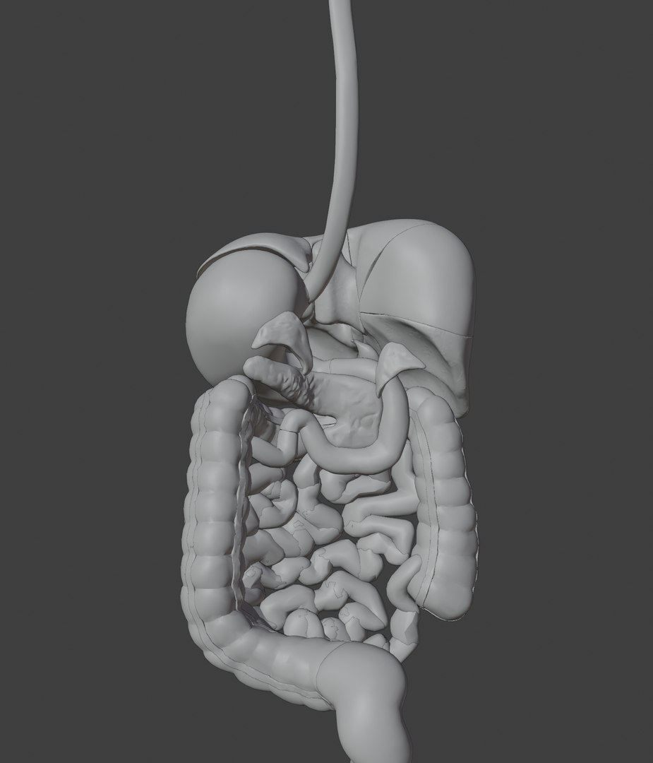 3D Model Digestive - TurboSquid 1728780