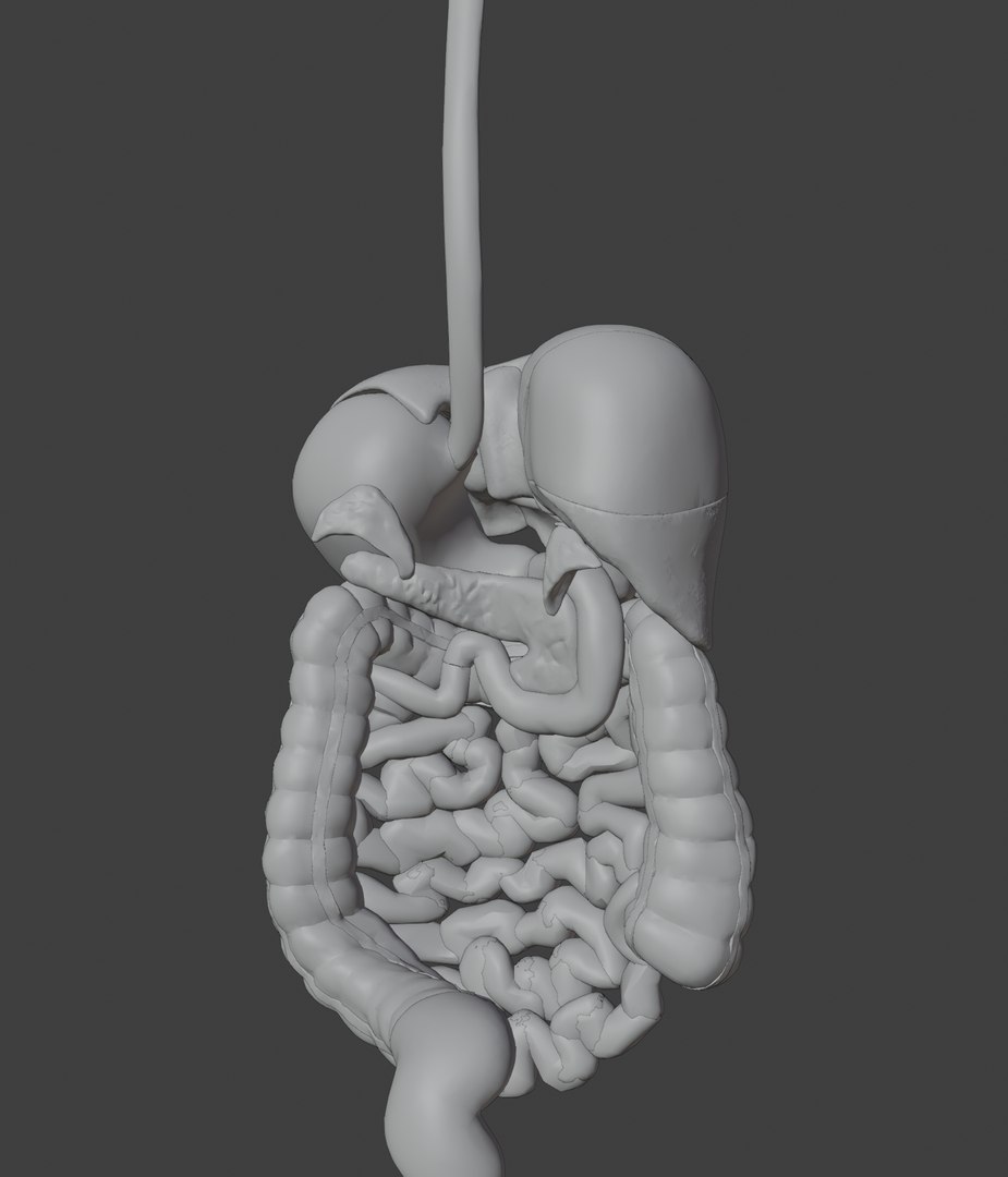 3D Model Digestive - TurboSquid 1728780
