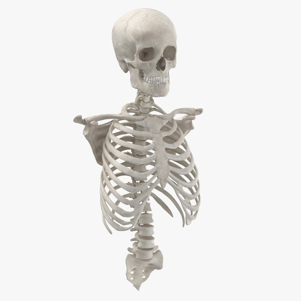 Real human rib cage model - TurboSquid 1639938