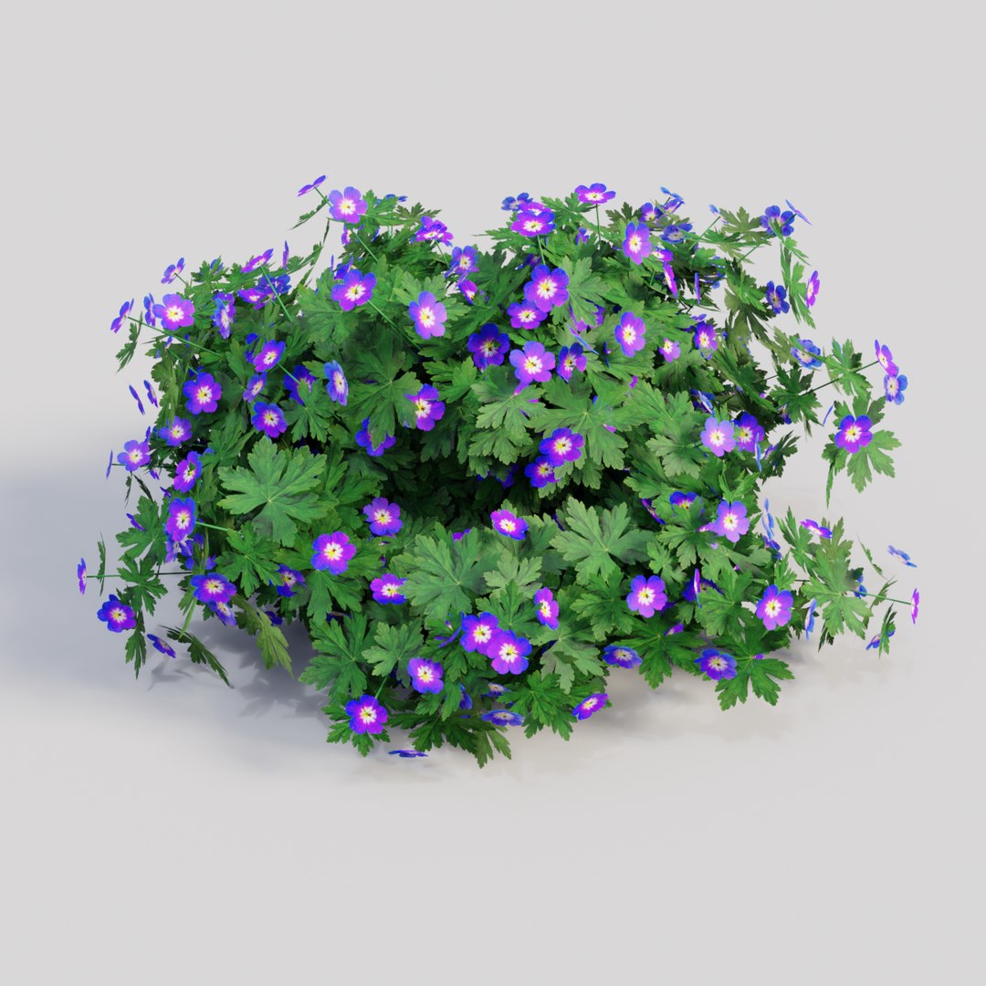 3D Geranium Purple Model - TurboSquid 1488839