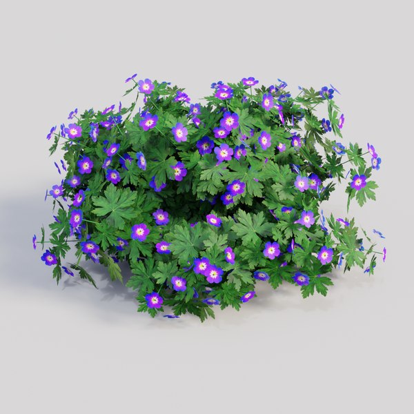 제라늄 (보라색) 3D 모델 - TurboSquid 1488839