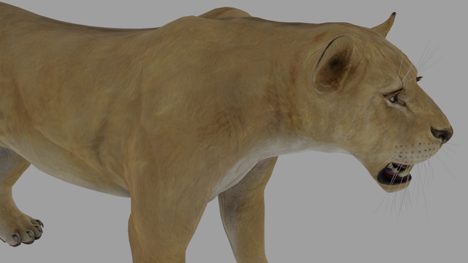 Loin Model - TurboSquid 2279608
