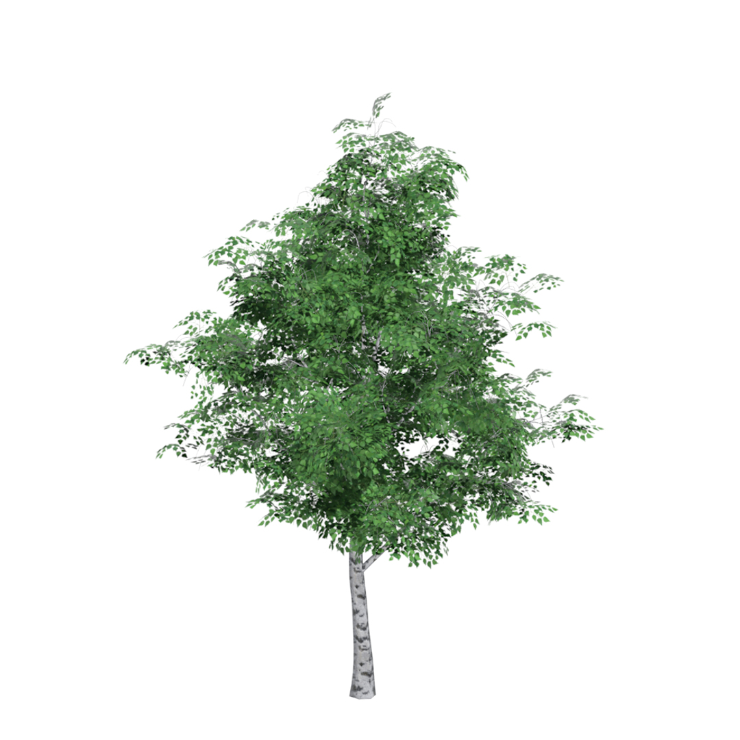 3D Birch Tree Model - TurboSquid 1692396