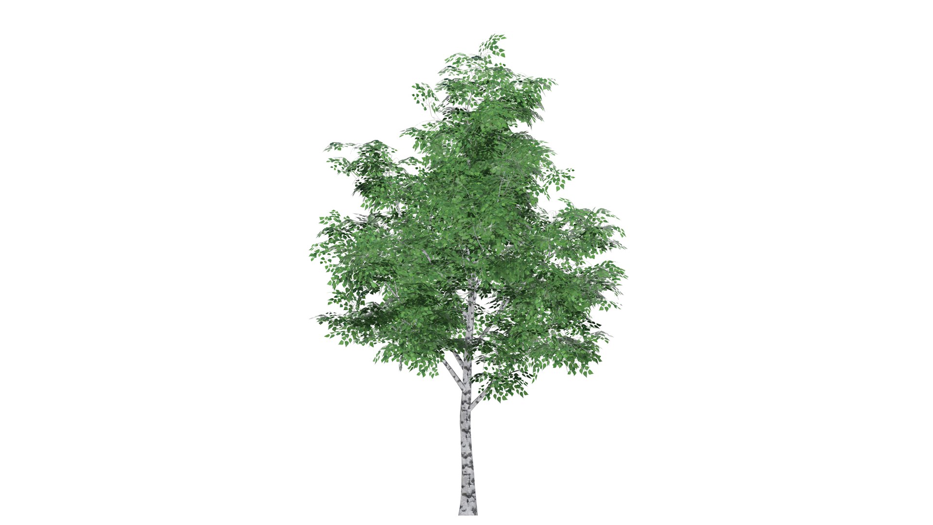 3D Birch Tree Model - TurboSquid 1692396