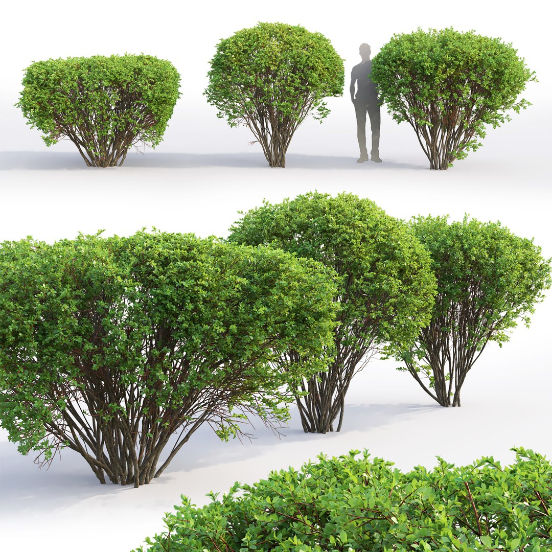 3D Spirea Bushes - TurboSquid 1699335
