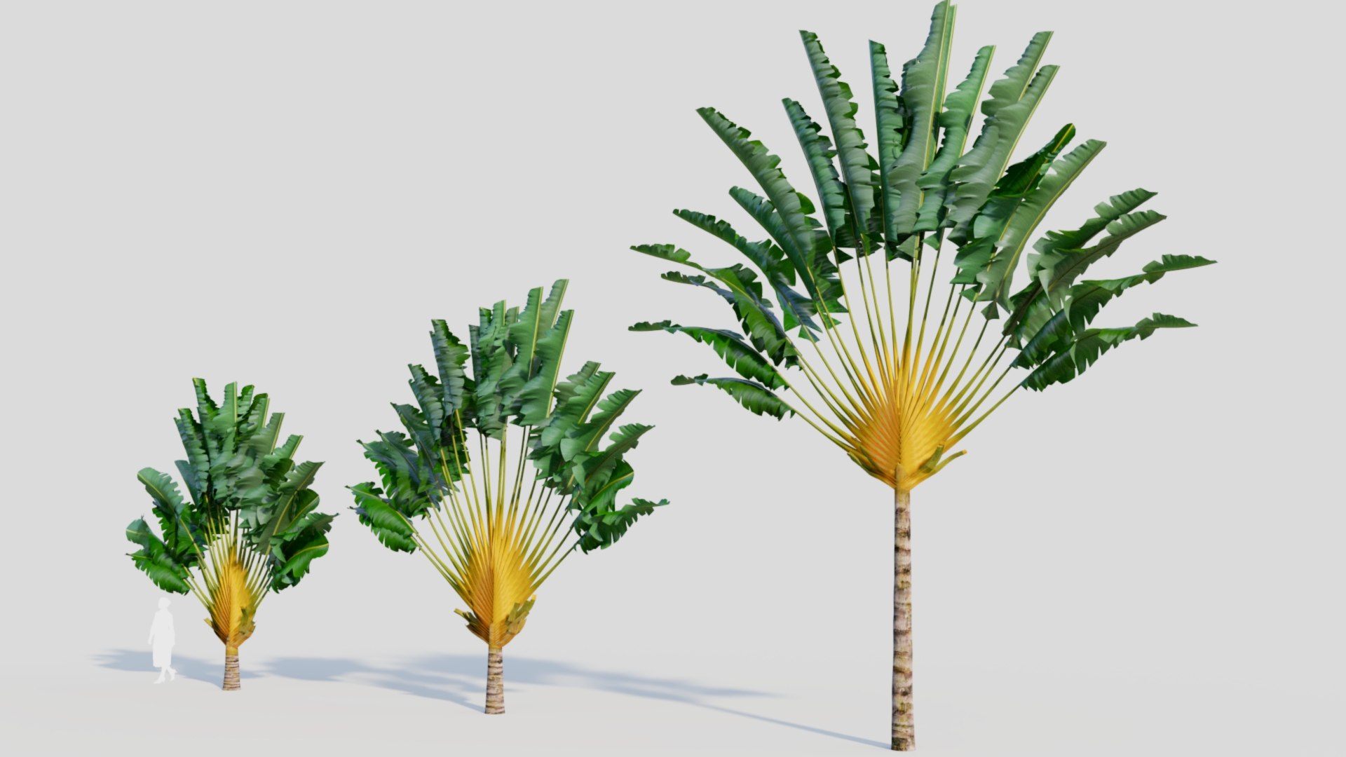 Ravenala Madagascariensis A Model - TurboSquid 2219589