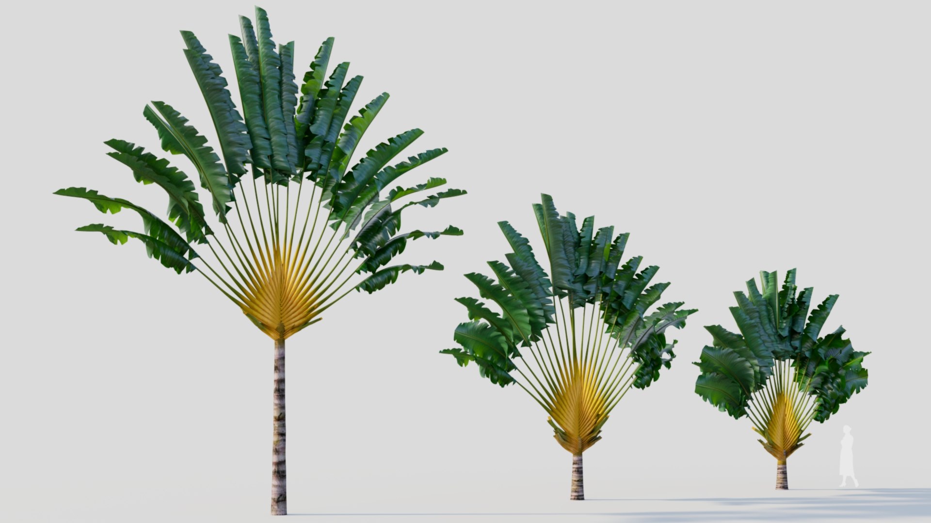 Ravenala Madagascariensis A Model - TurboSquid 2219589