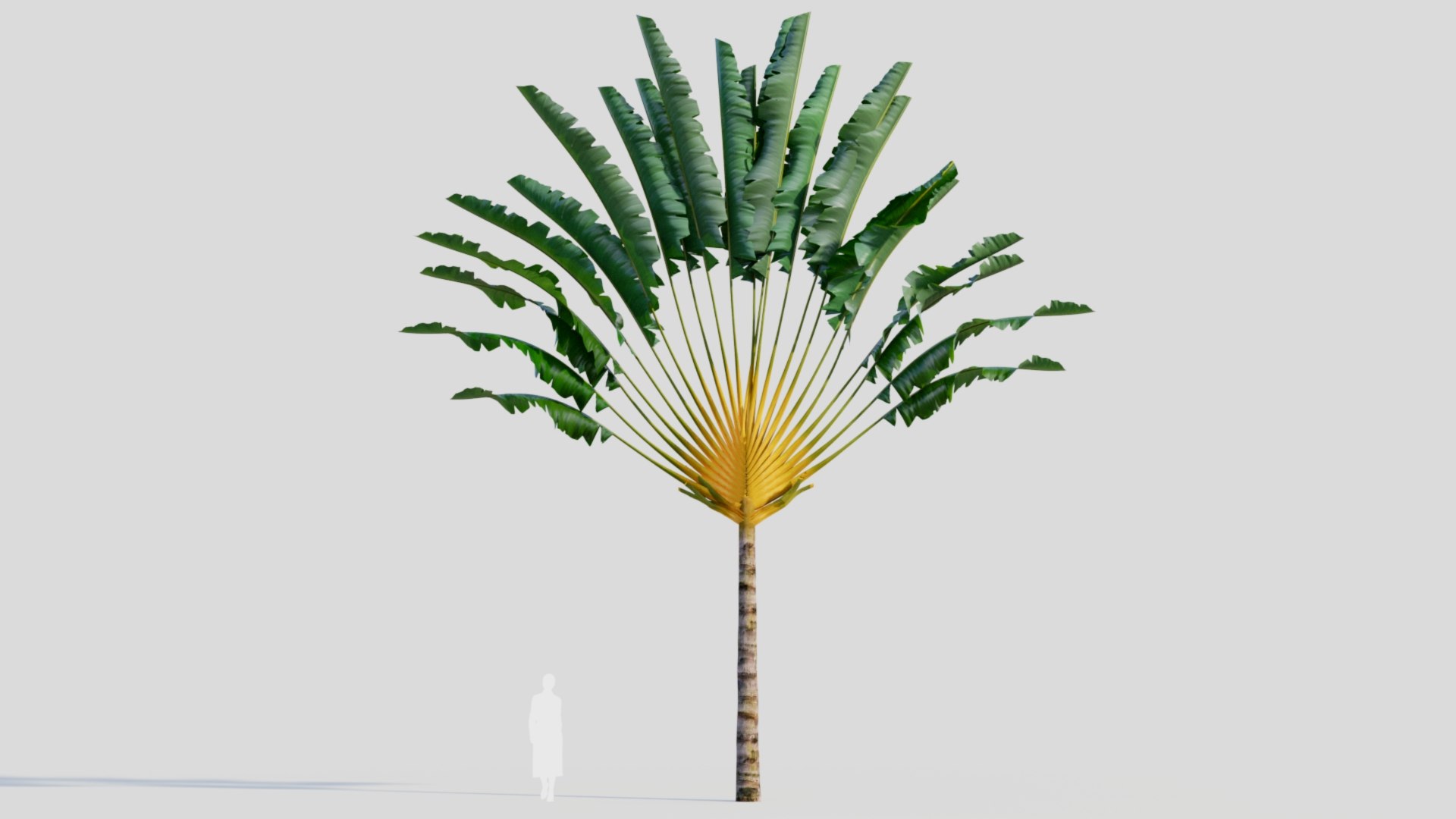 Ravenala Madagascariensis A Model - TurboSquid 2219589