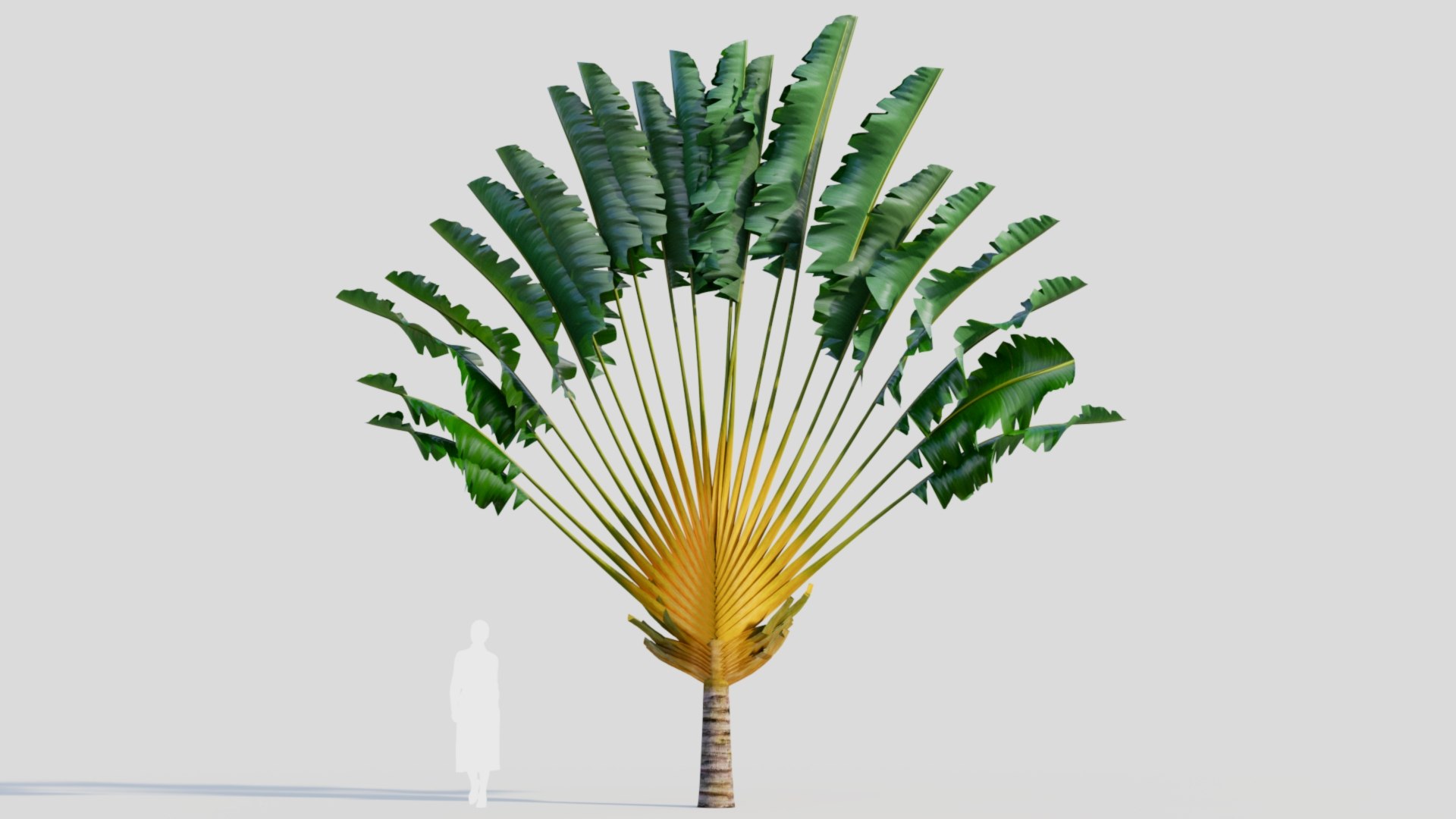 Ravenala Madagascariensis A Model - TurboSquid 2219589
