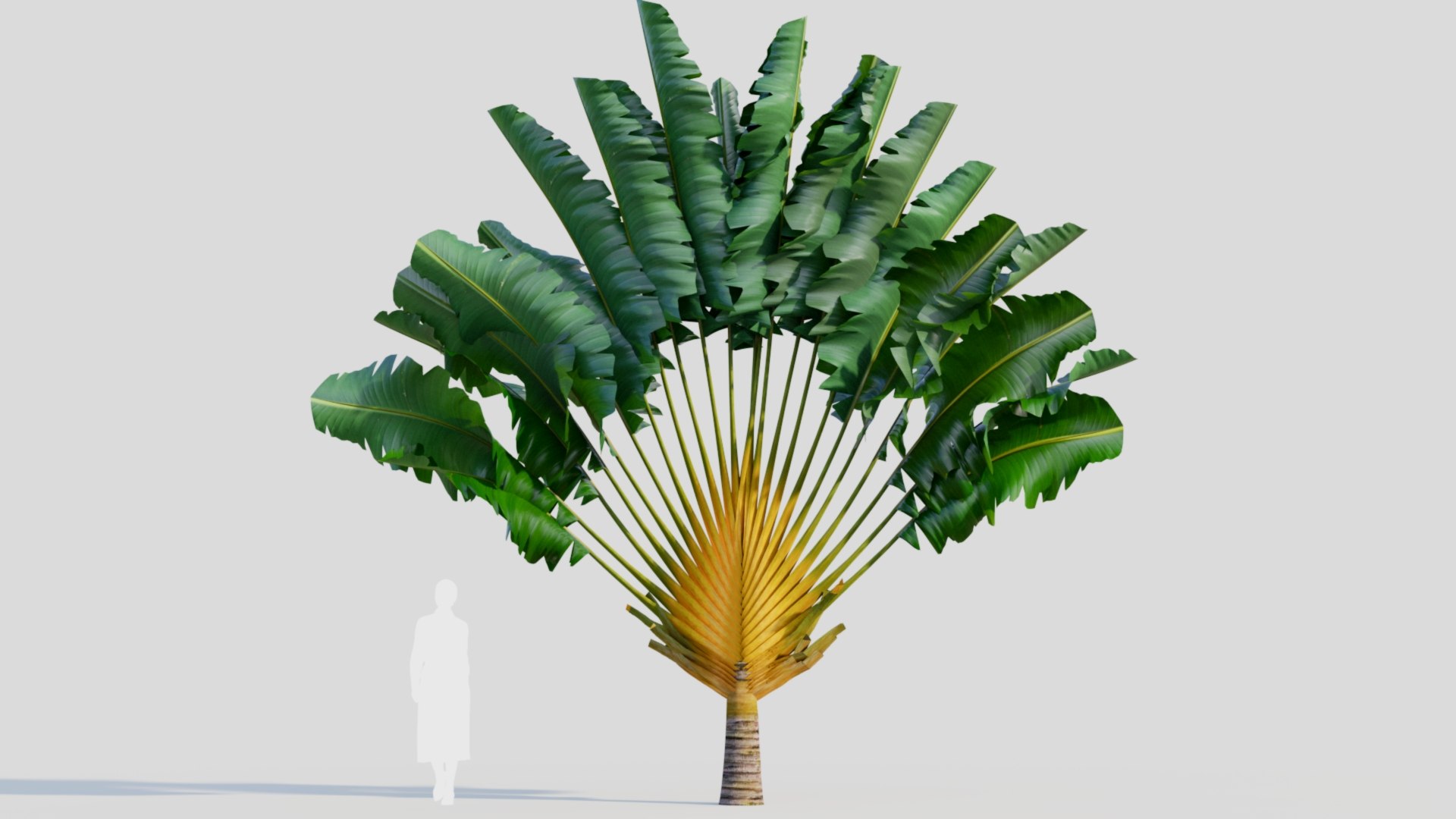 Ravenala Madagascariensis A Model - TurboSquid 2219589