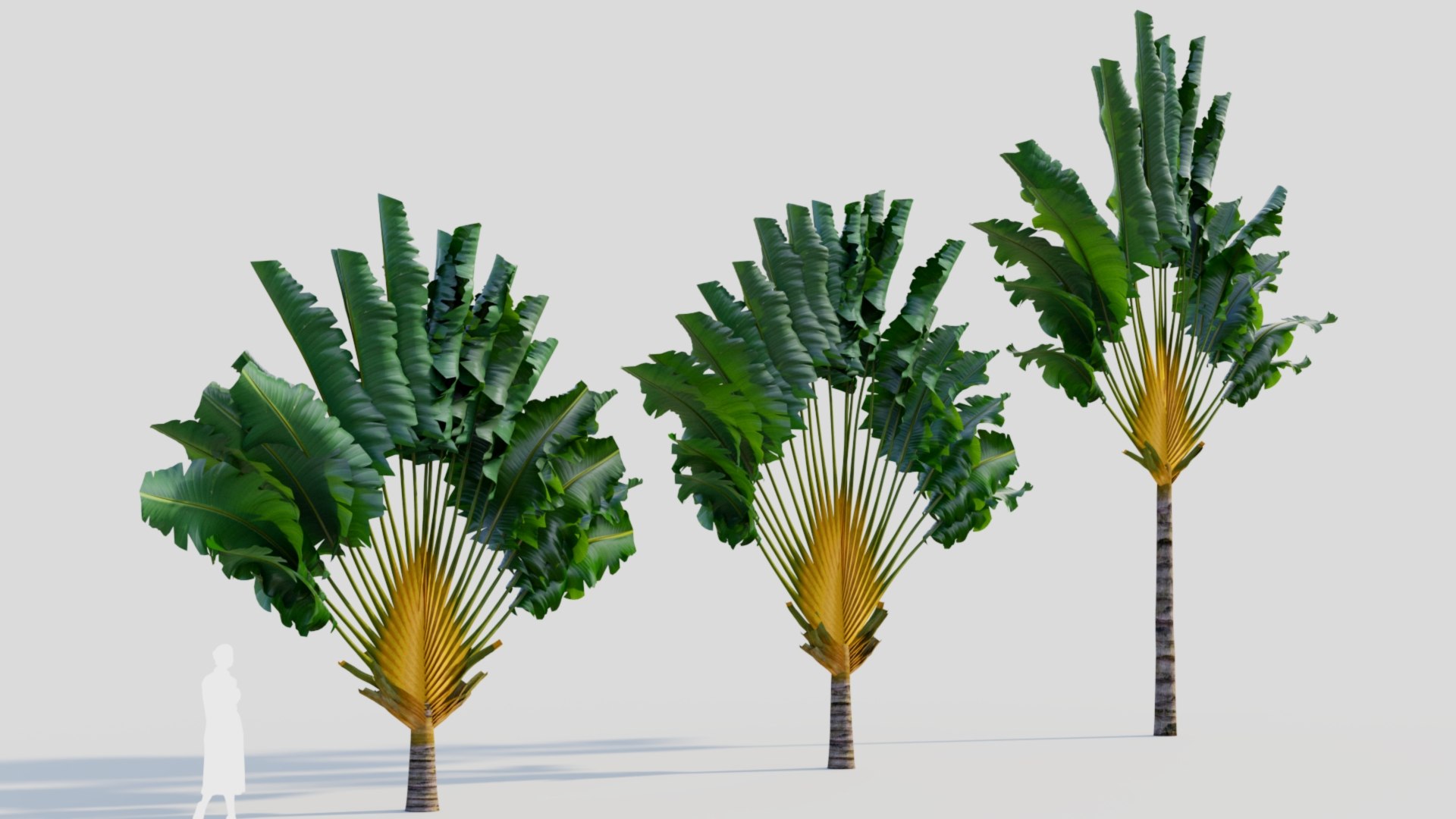 Ravenala Madagascariensis A Model - TurboSquid 2219589