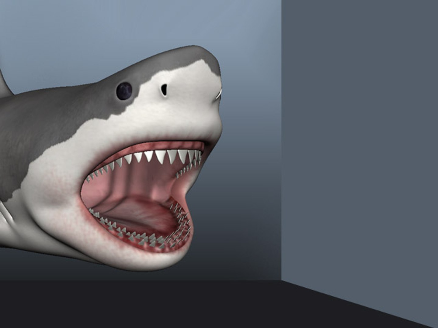 Maya Shark