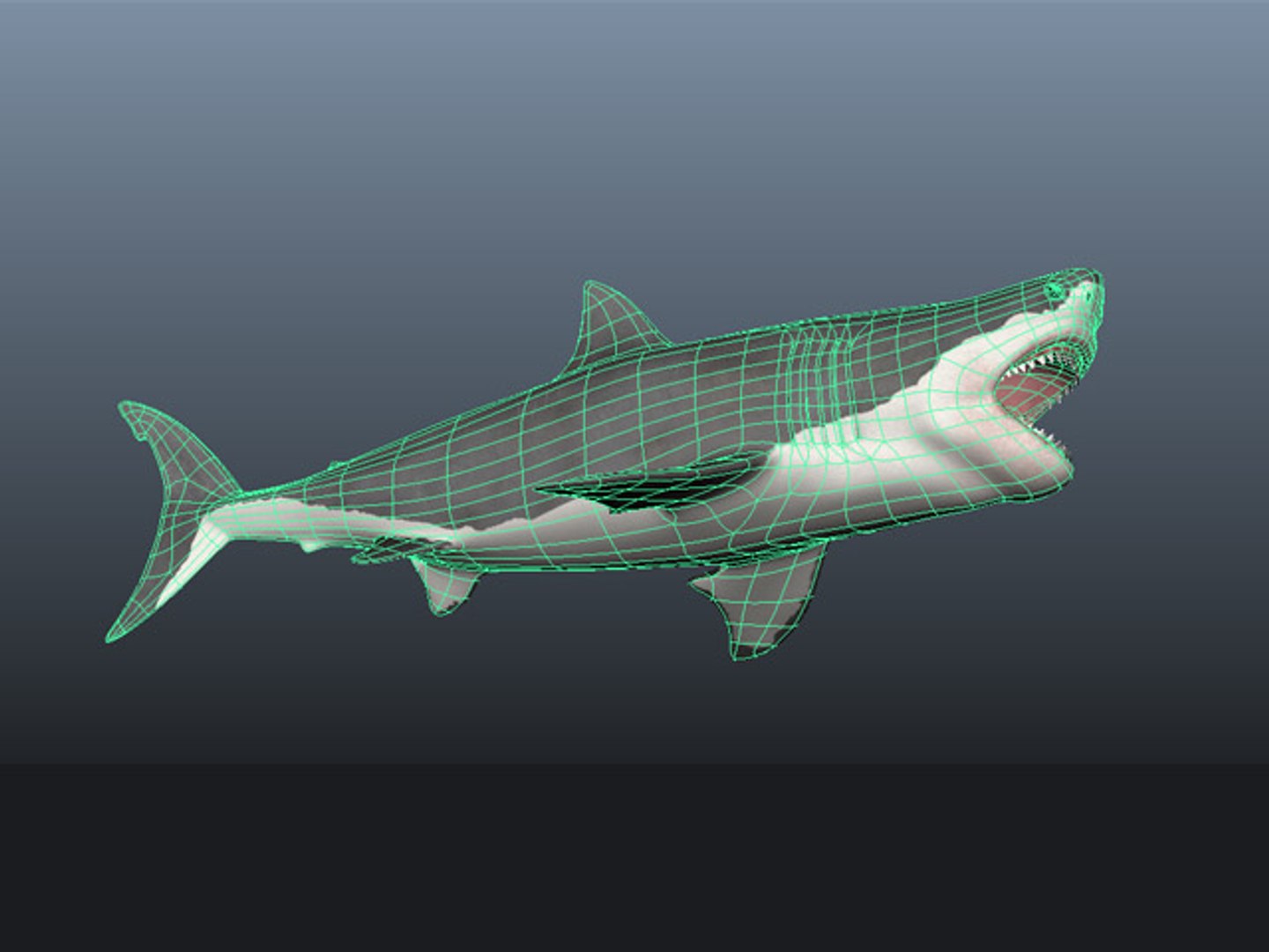 Maya Shark
