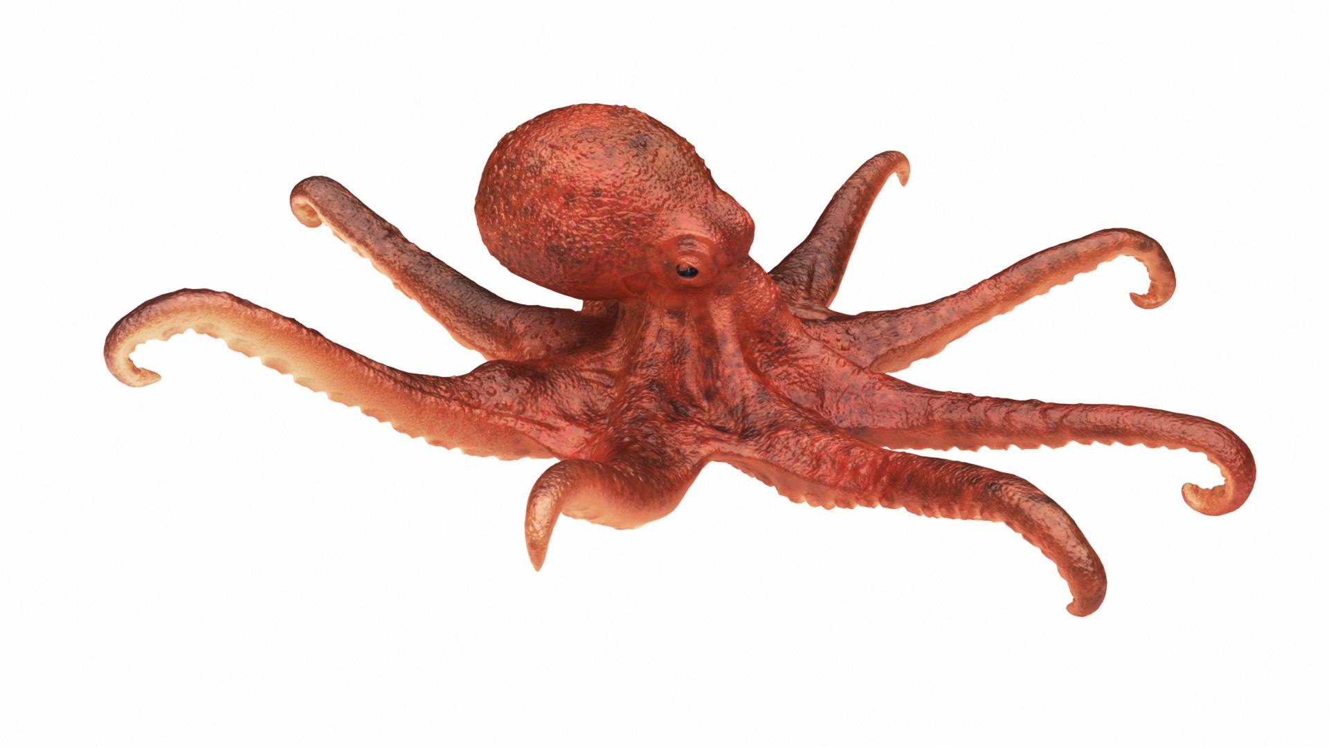 3D Realistic Octopus And Cartoon Octopus Colleciton Model - TurboSquid ...