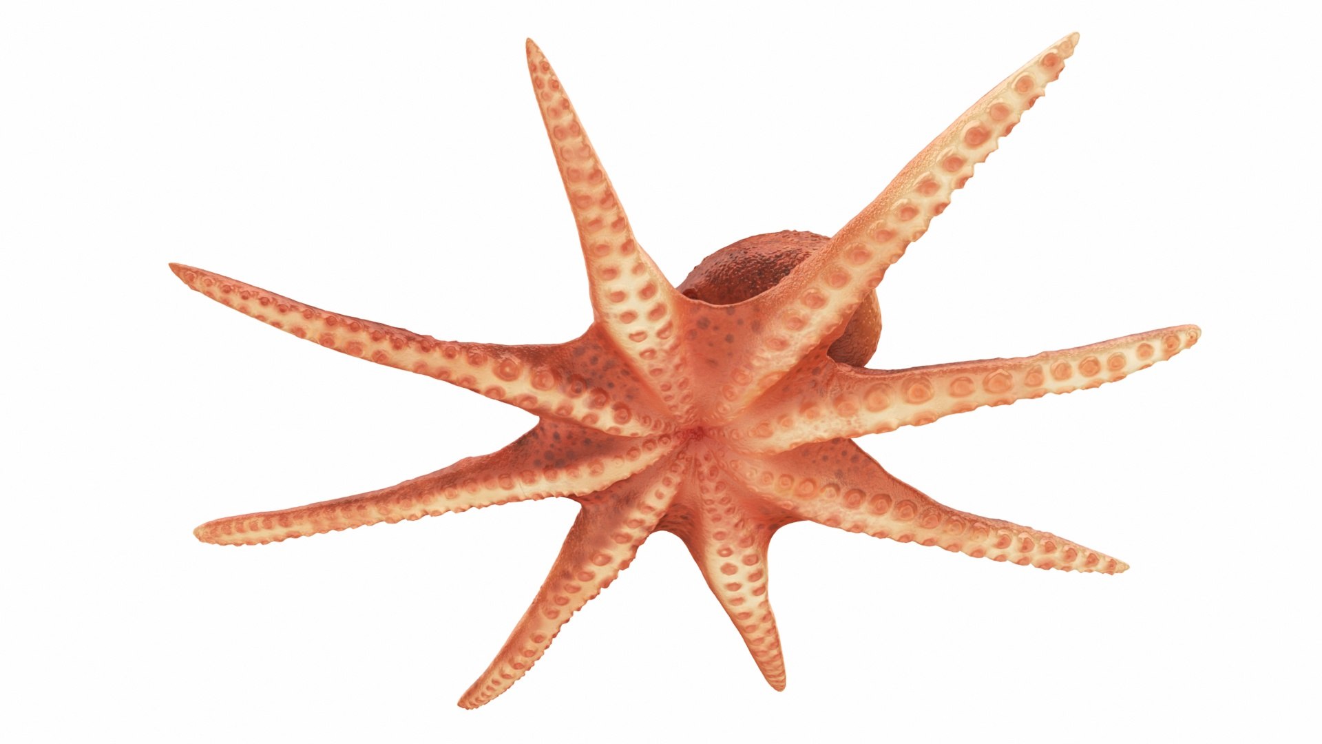 3D Realistic Octopus and Cartoon Octopus Colleciton model - TurboSquid ...