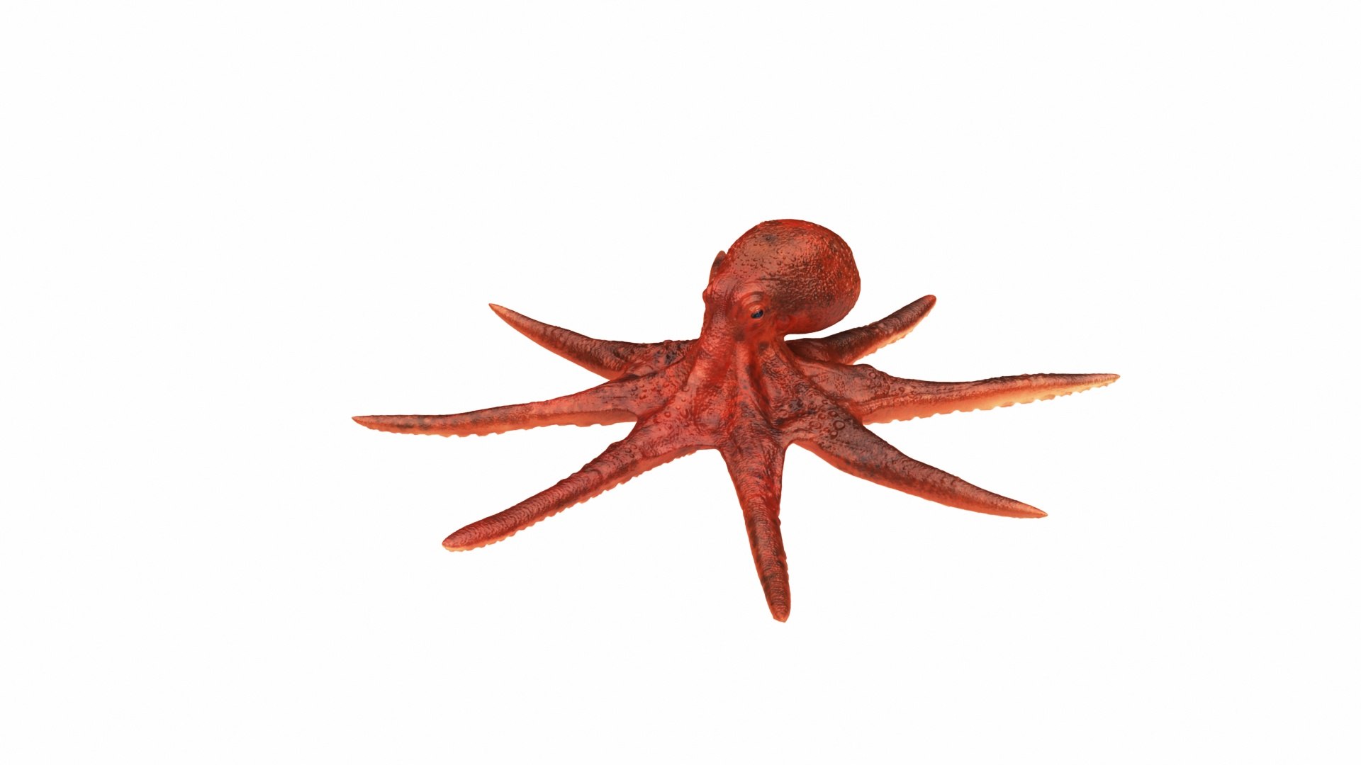3D Realistic Octopus and Cartoon Octopus Colleciton model - TurboSquid ...