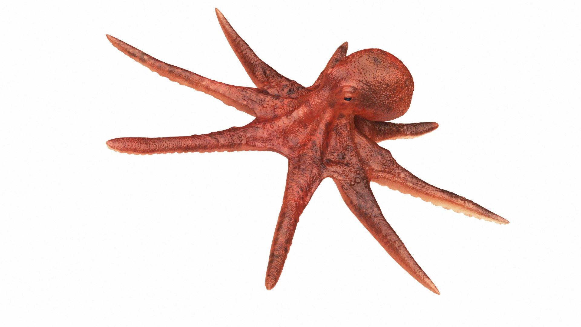 3D Realistic Octopus and Cartoon Octopus Colleciton model - TurboSquid ...