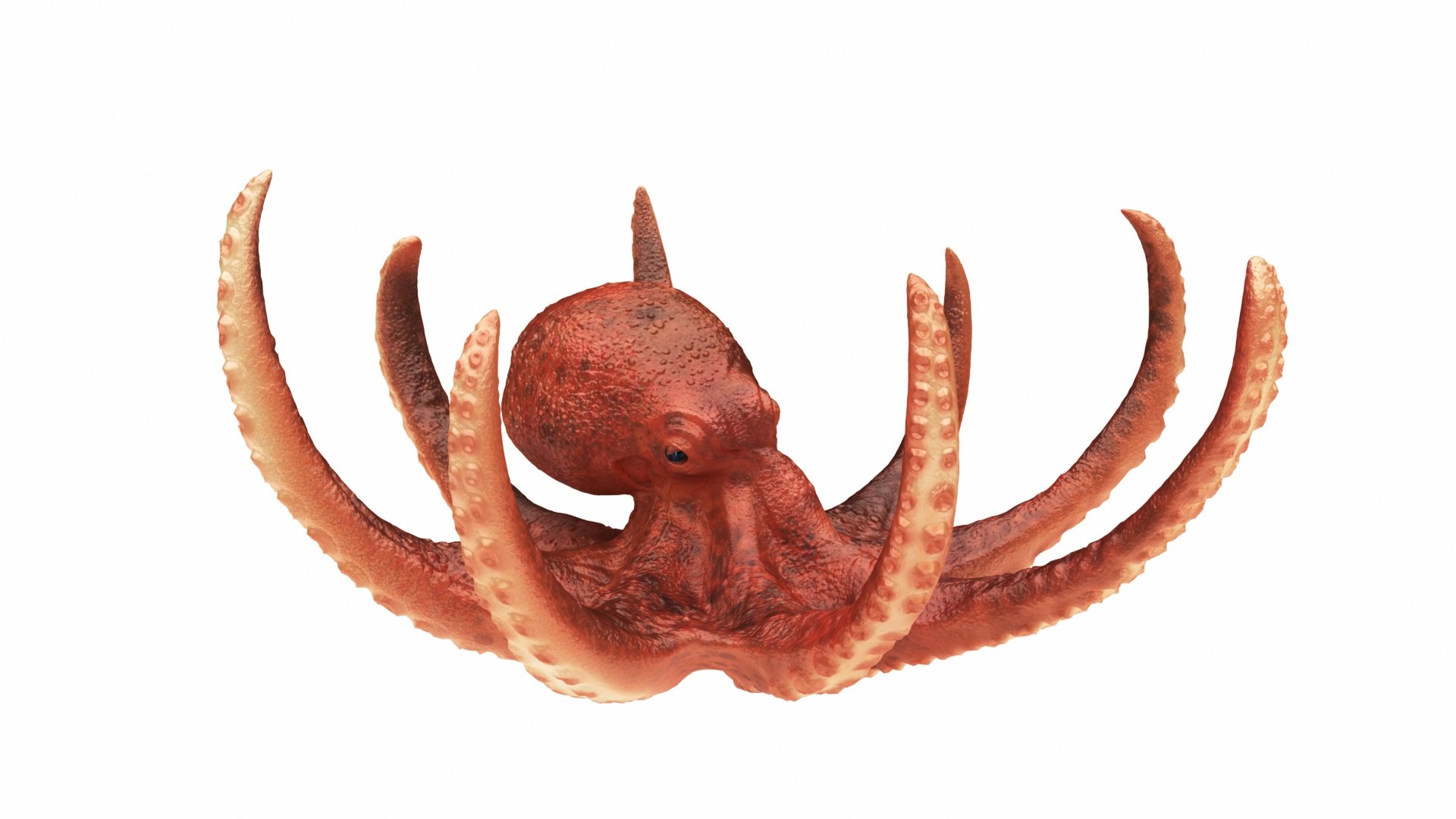 3D Realistic Octopus and Cartoon Octopus Colleciton model - TurboSquid ...