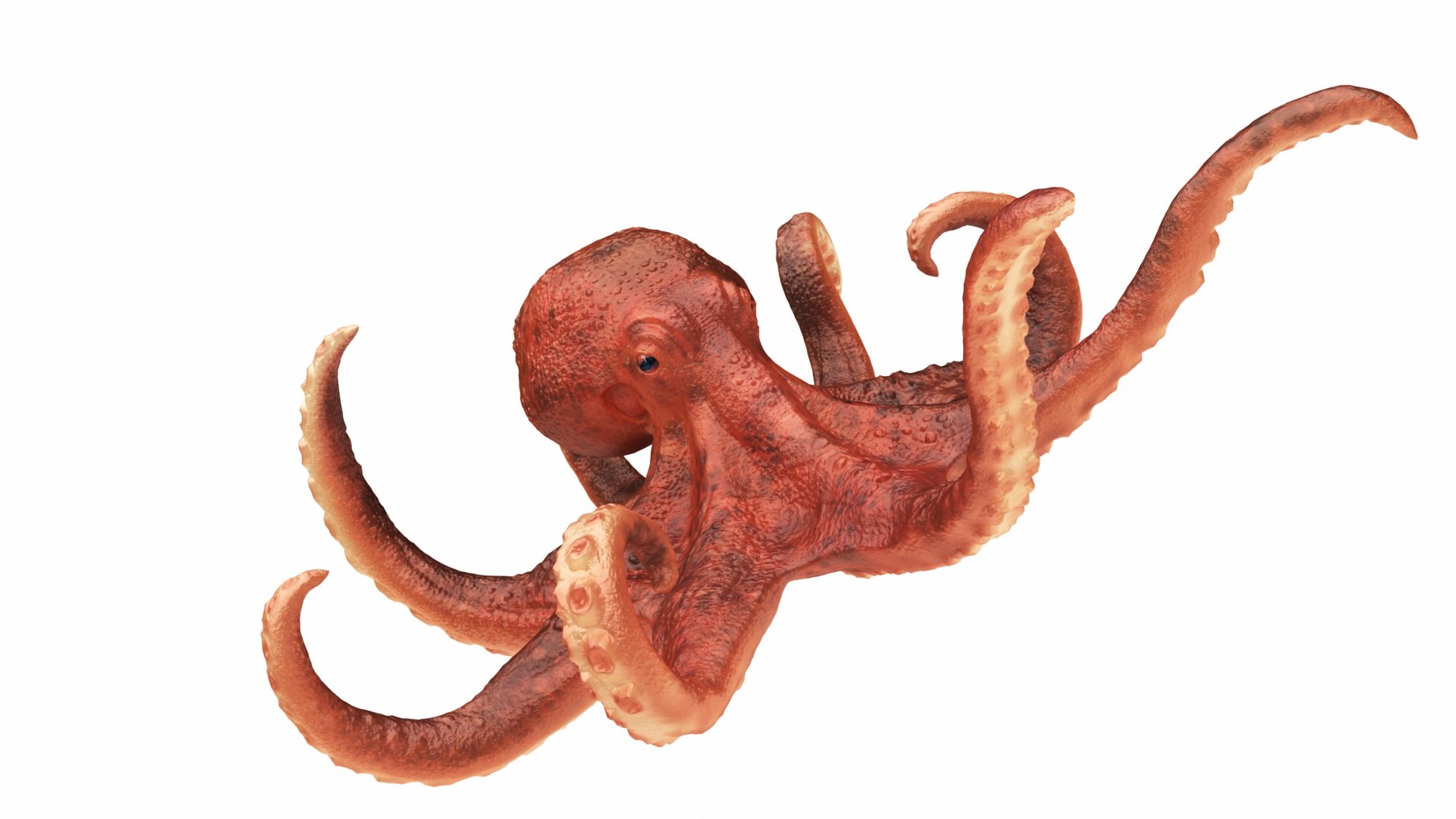 3D Realistic Octopus and Cartoon Octopus Colleciton model - TurboSquid ...
