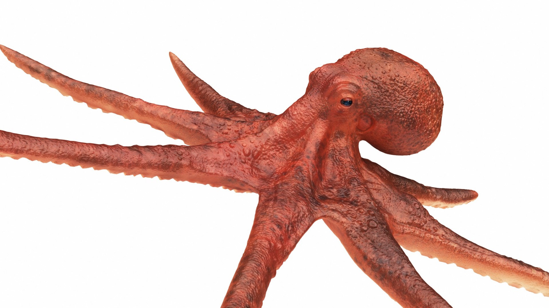 3D Realistic Octopus And Cartoon Octopus Colleciton Model - TurboSquid ...