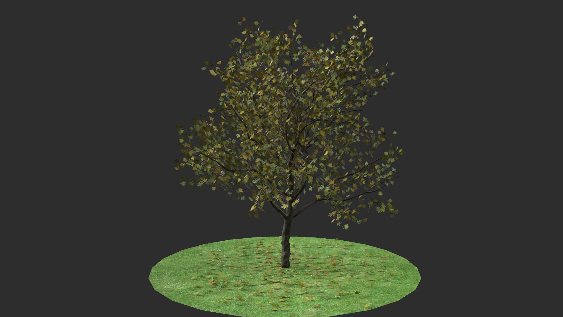 Hawthorn Autumn Hight 3D Model - TurboSquid 1625826