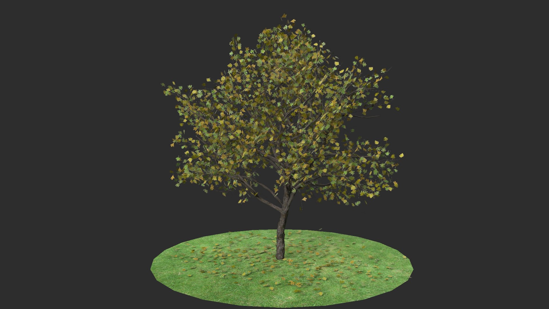 Hawthorn Autumn Hight 3D Model - TurboSquid 1625826