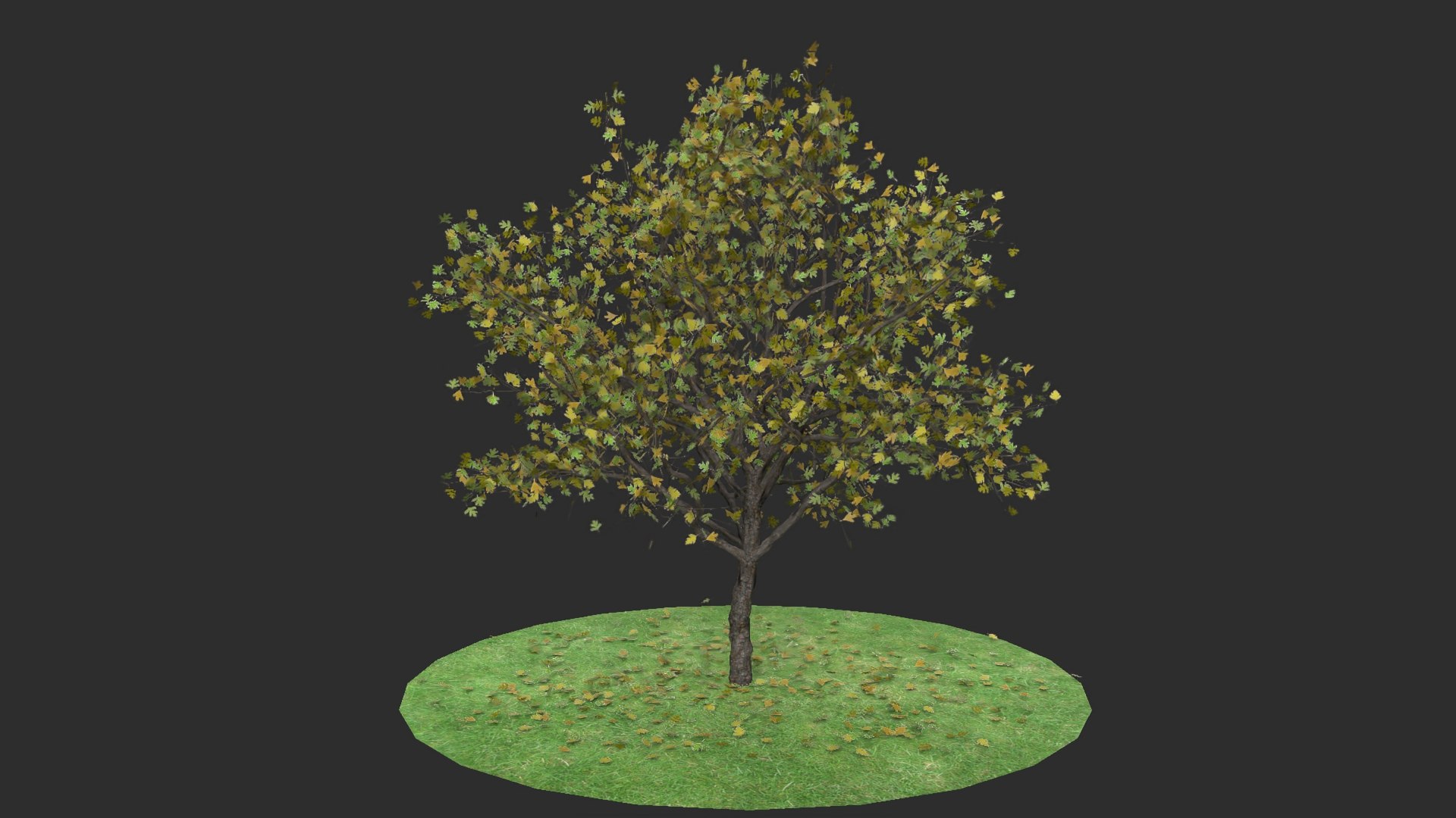 Hawthorn Autumn Hight 3D Model - TurboSquid 1625826