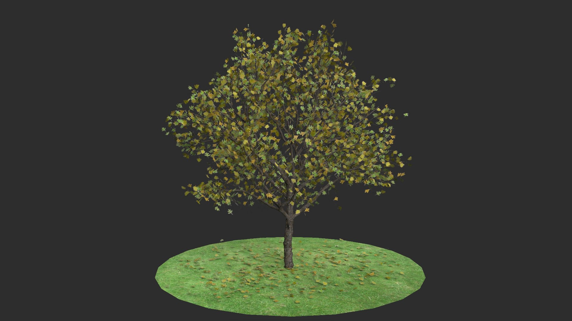 Hawthorn Autumn Hight 3D Model - TurboSquid 1625826