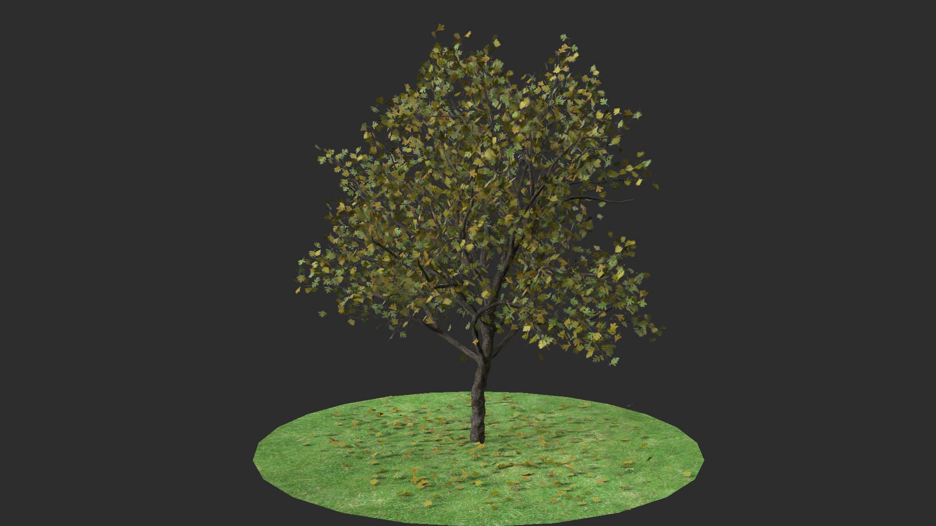 Hawthorn Autumn Hight 3D Model - TurboSquid 1625826