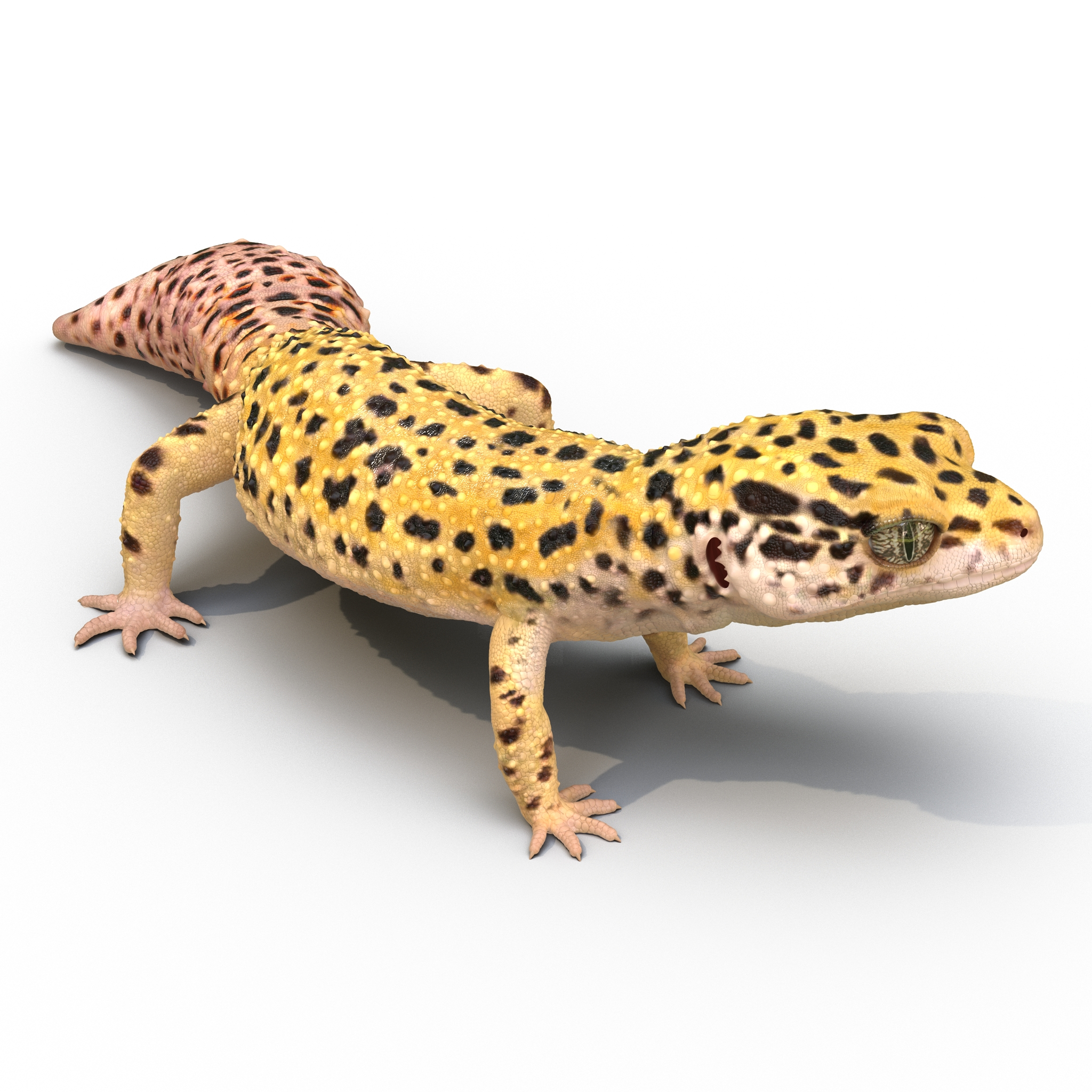 max leopard gecko rigged