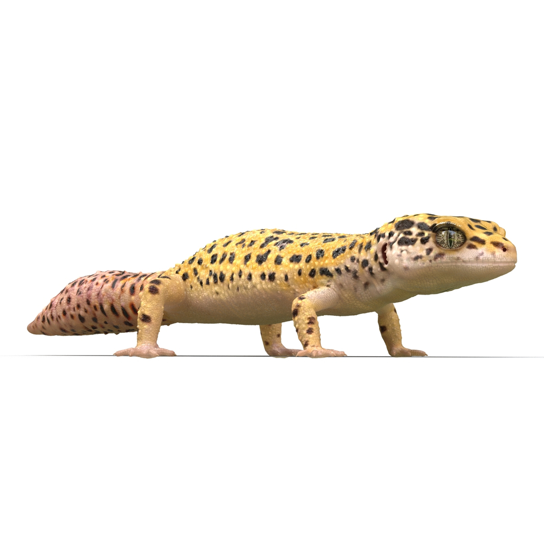 max leopard gecko rigged