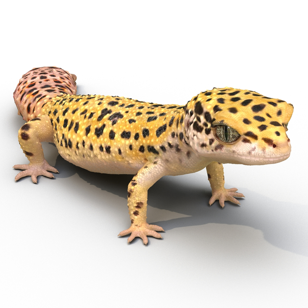max leopard gecko rigged
