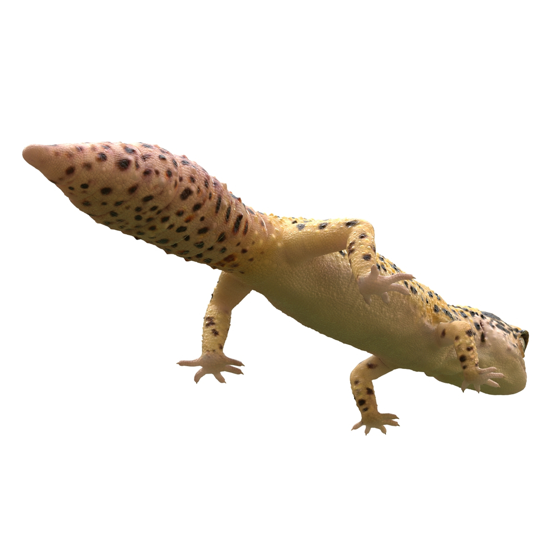 max leopard gecko rigged