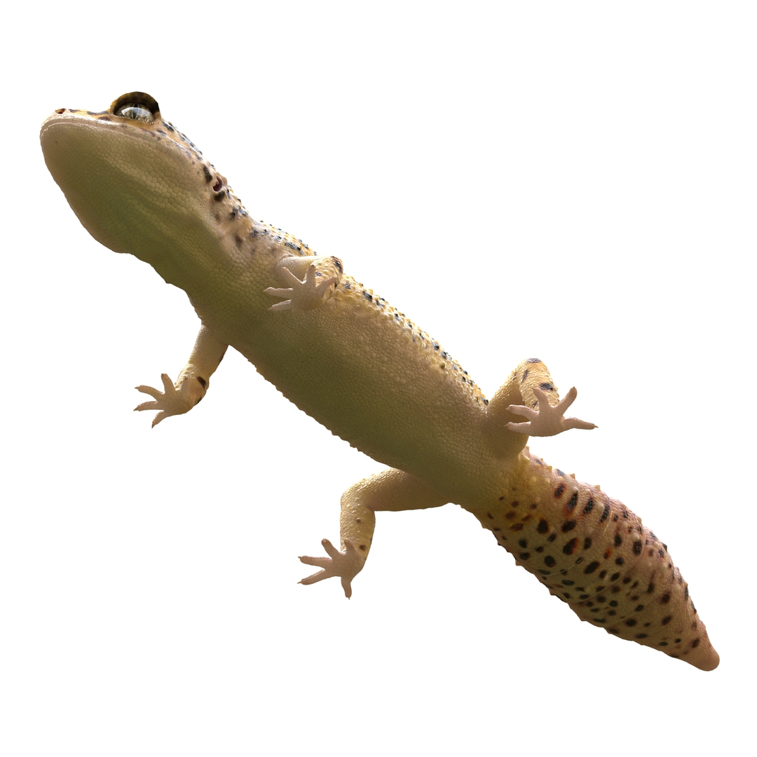 max leopard gecko rigged