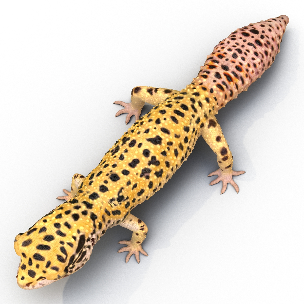 max leopard gecko rigged