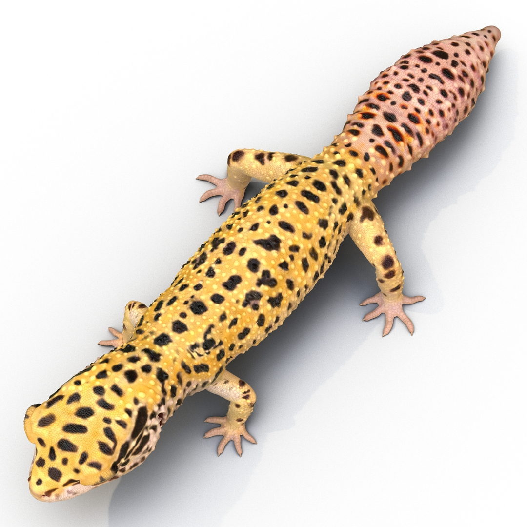 max leopard gecko rigged