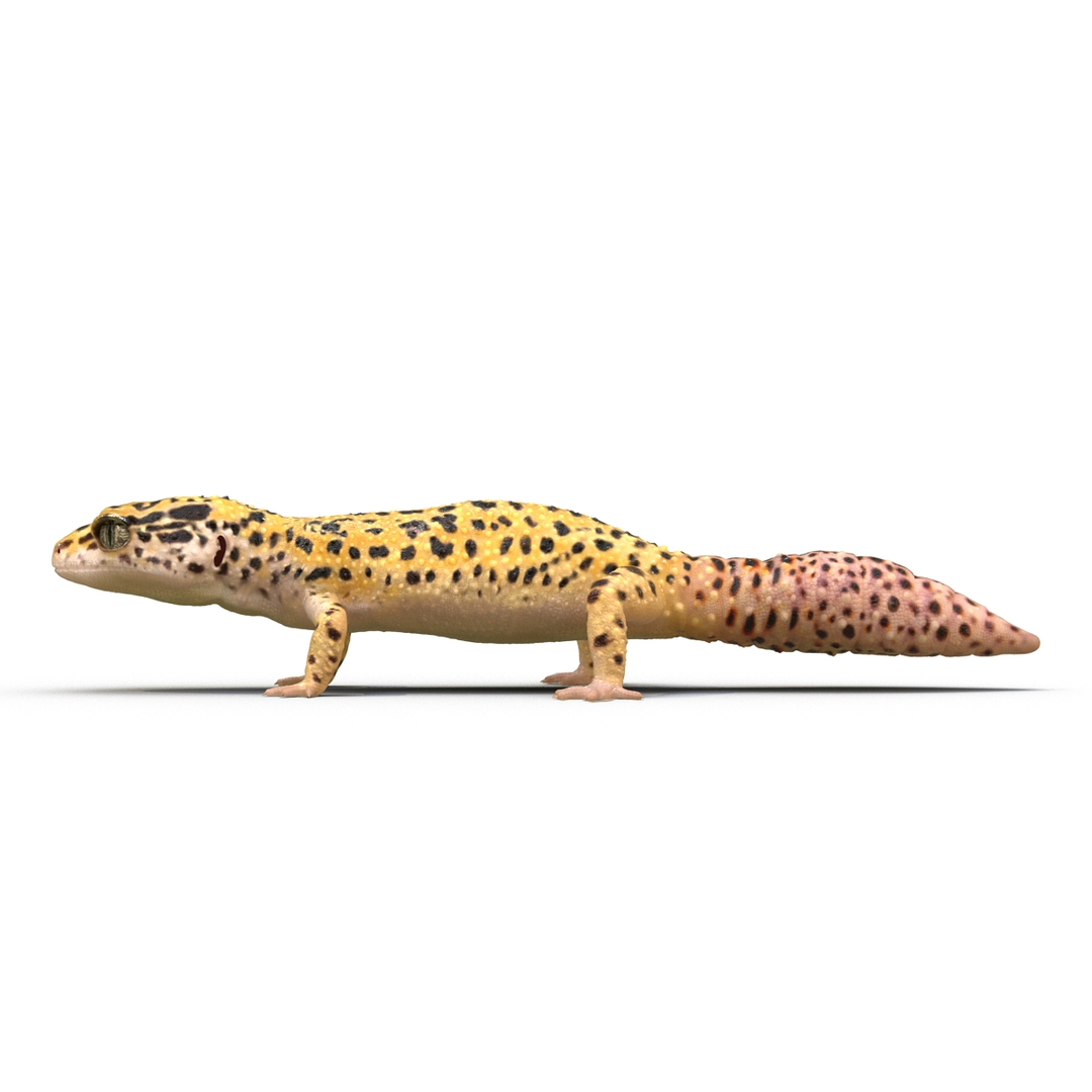 max leopard gecko rigged
