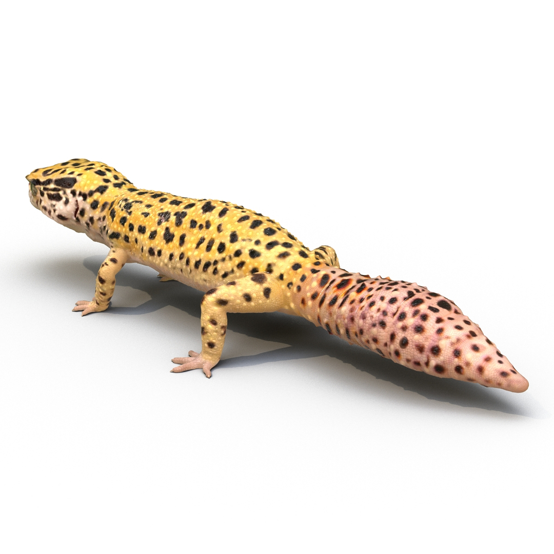 max leopard gecko rigged