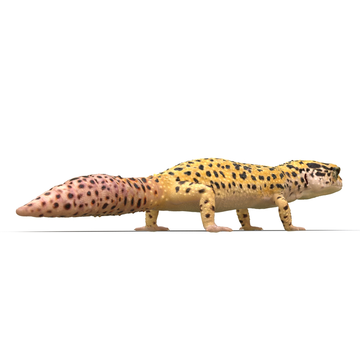 max leopard gecko rigged