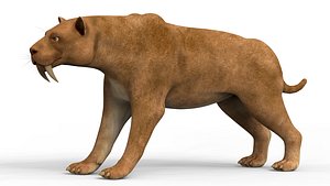 Blender Sabertooth Models | TurboSquid
