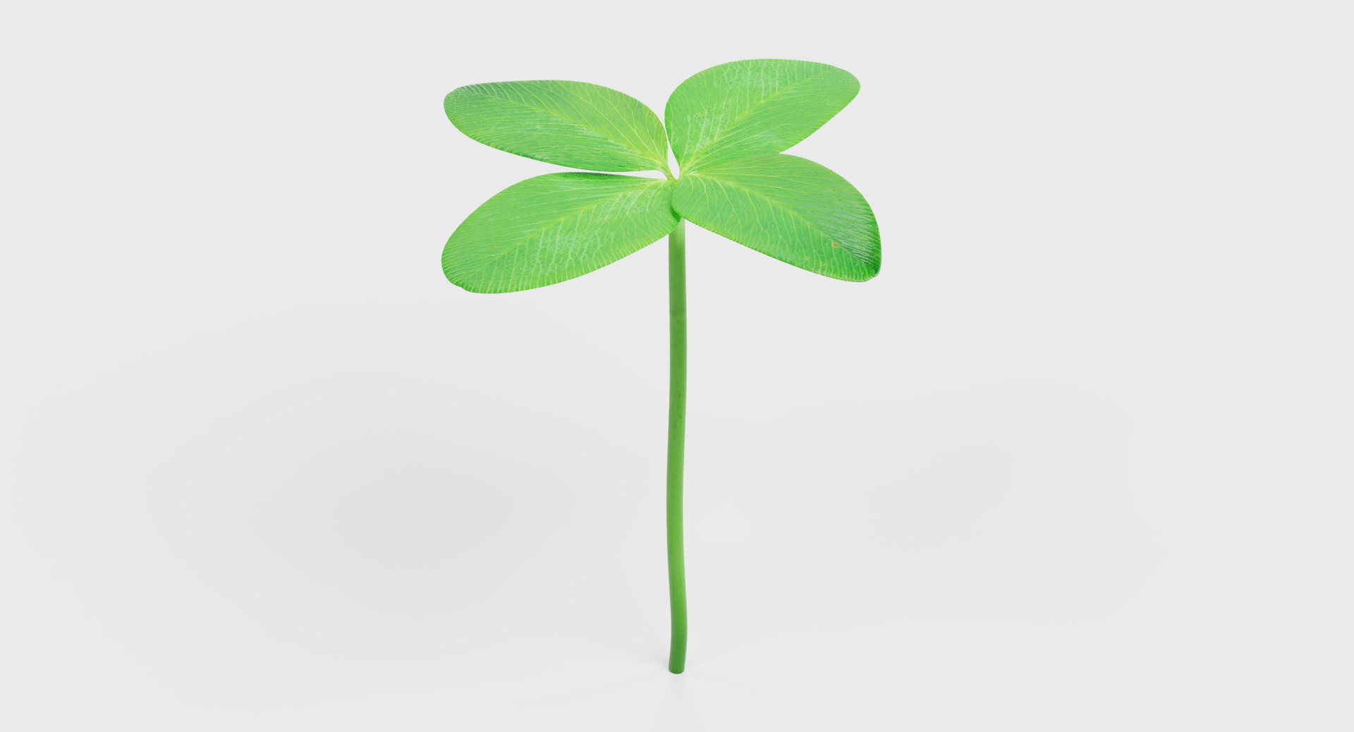 3D Clover Plant Pbr Model - TurboSquid 1300458