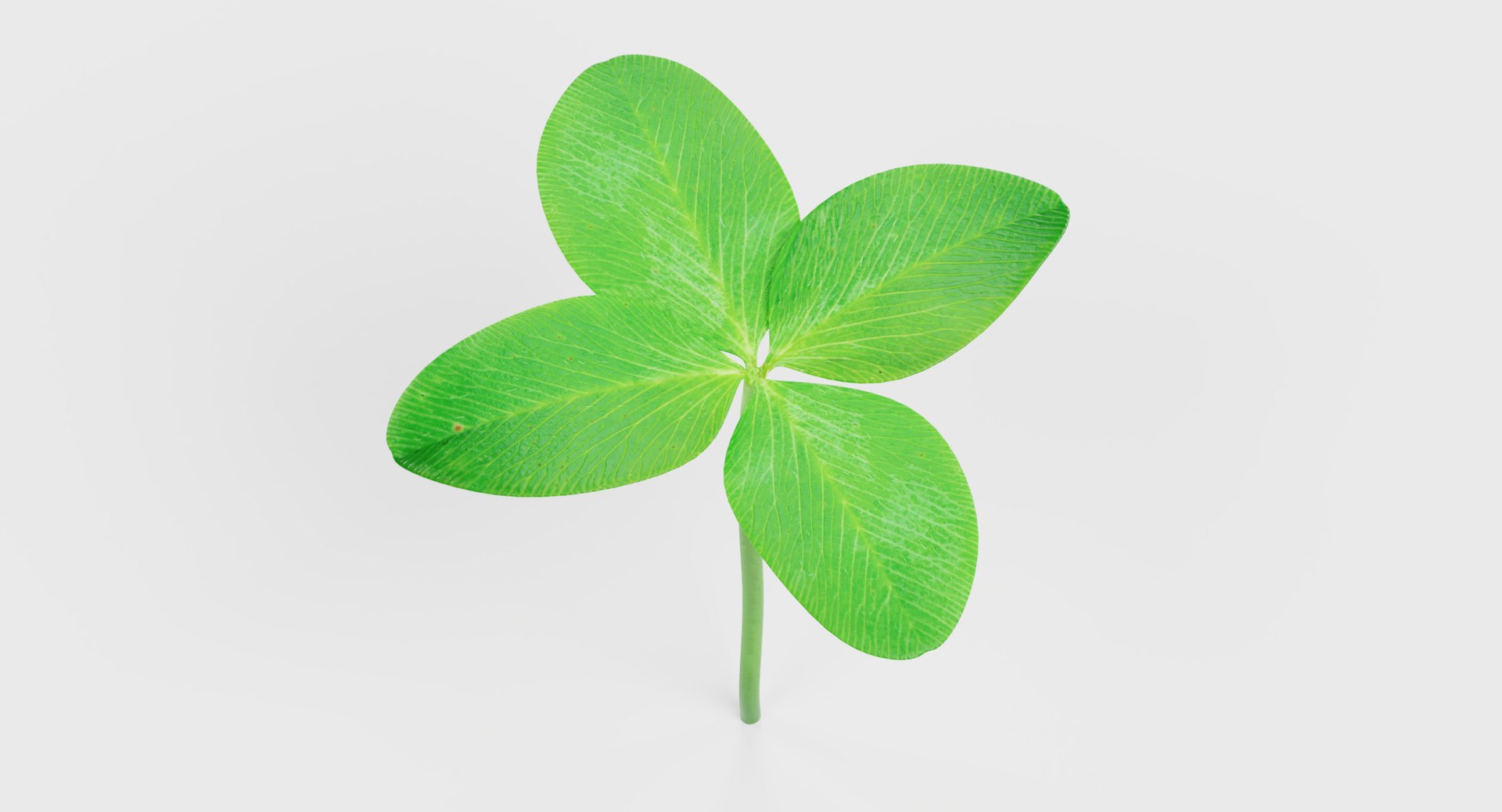 3D Clover Plant Pbr Model - TurboSquid 1300458