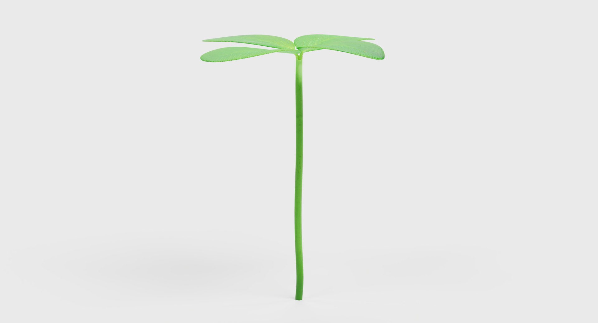 3D Clover Plant Pbr Model - TurboSquid 1300458