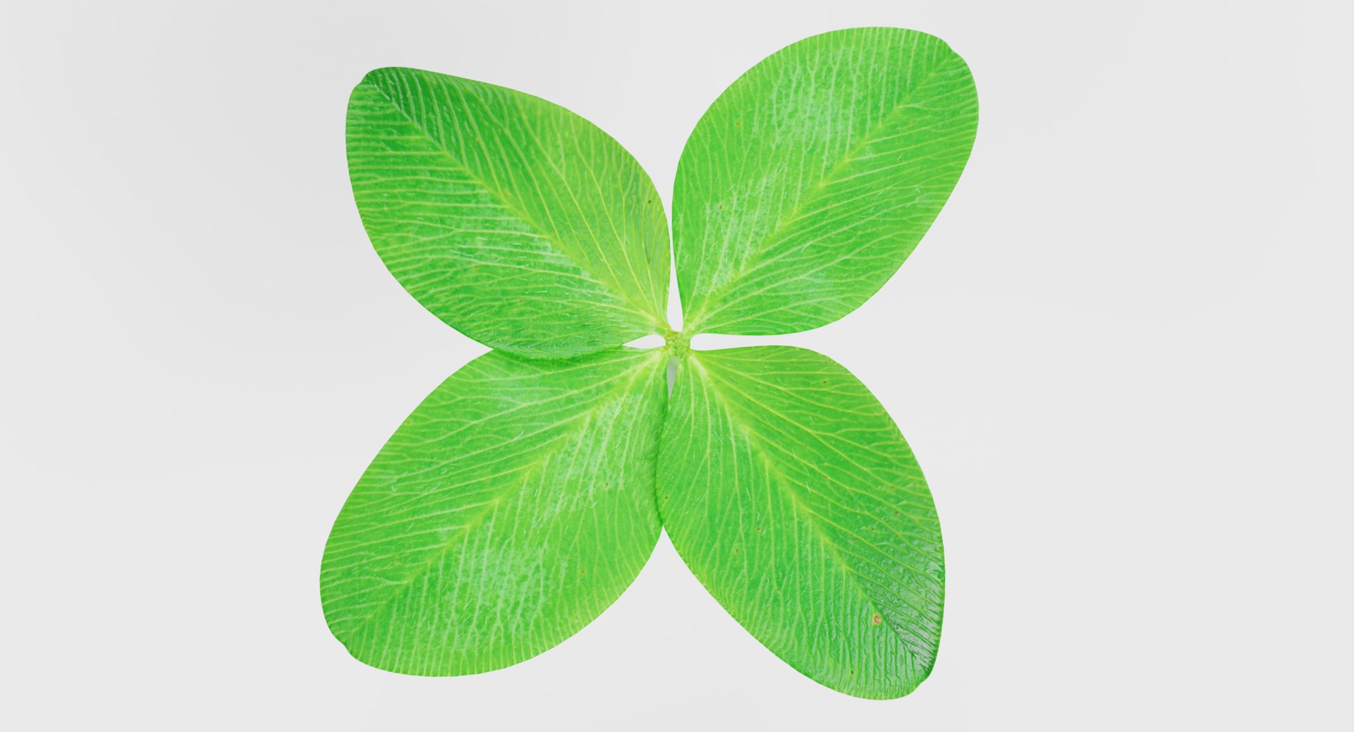 3D Clover Plant Pbr Model - TurboSquid 1300458