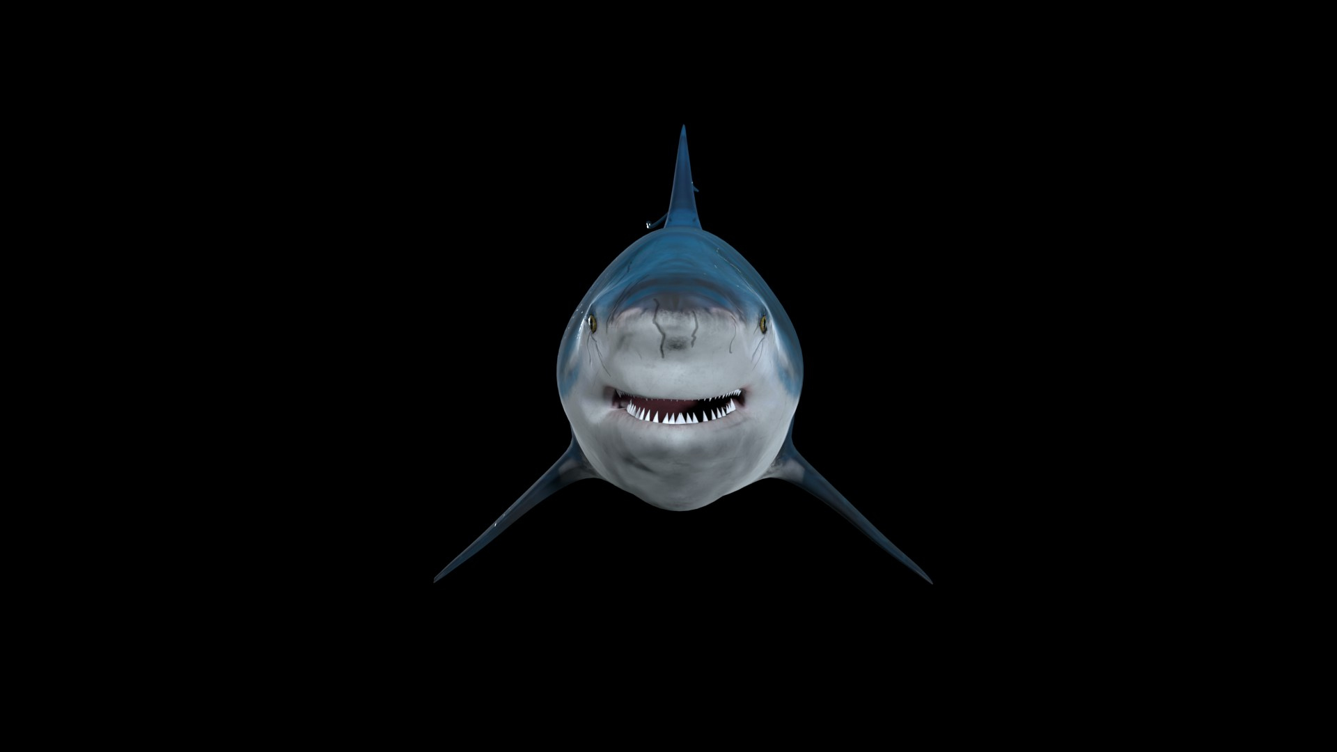 3D Bull shark - TurboSquid 2064131