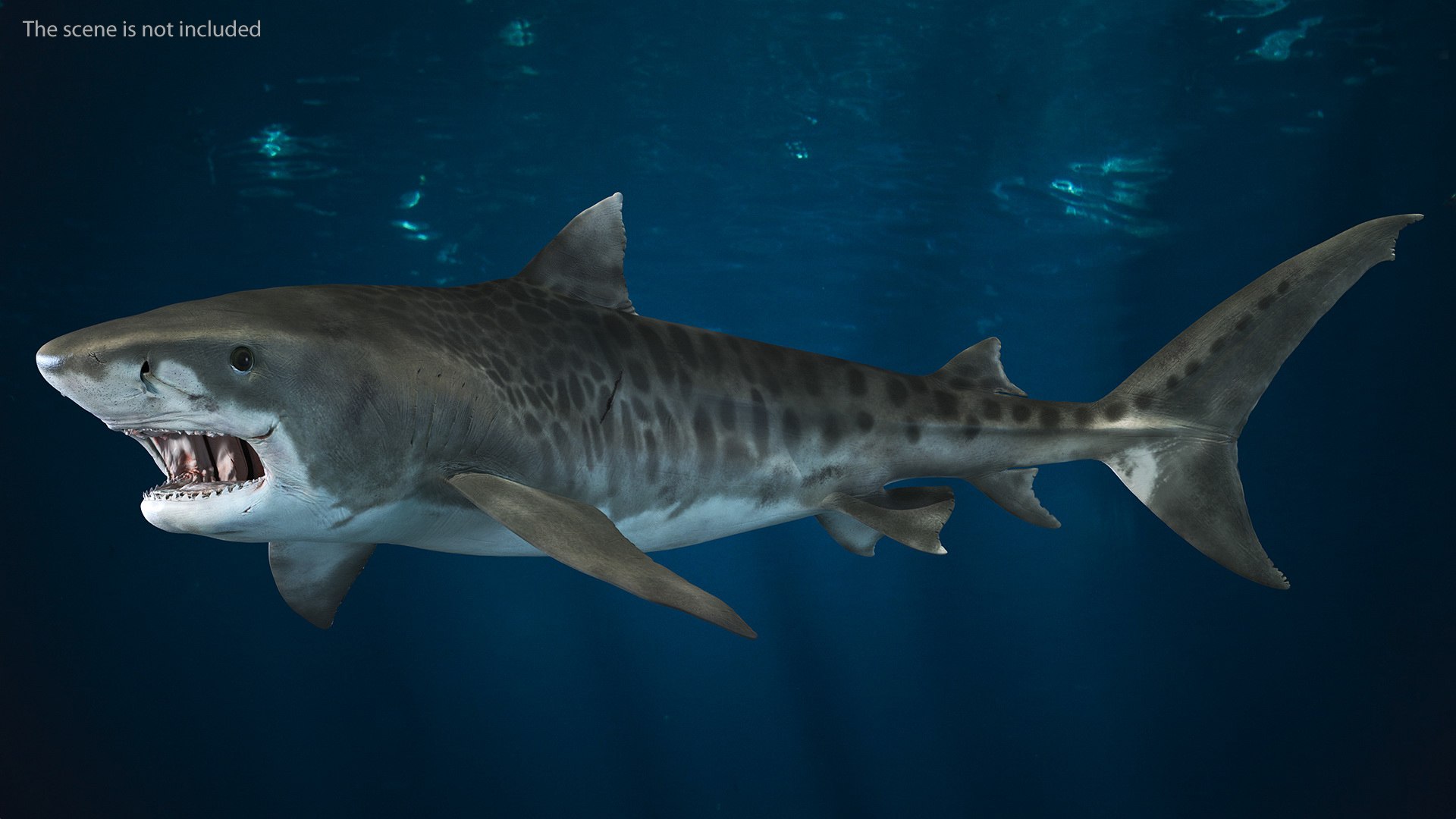 3D Model Tiger Shark Rigged - TurboSquid 2143786