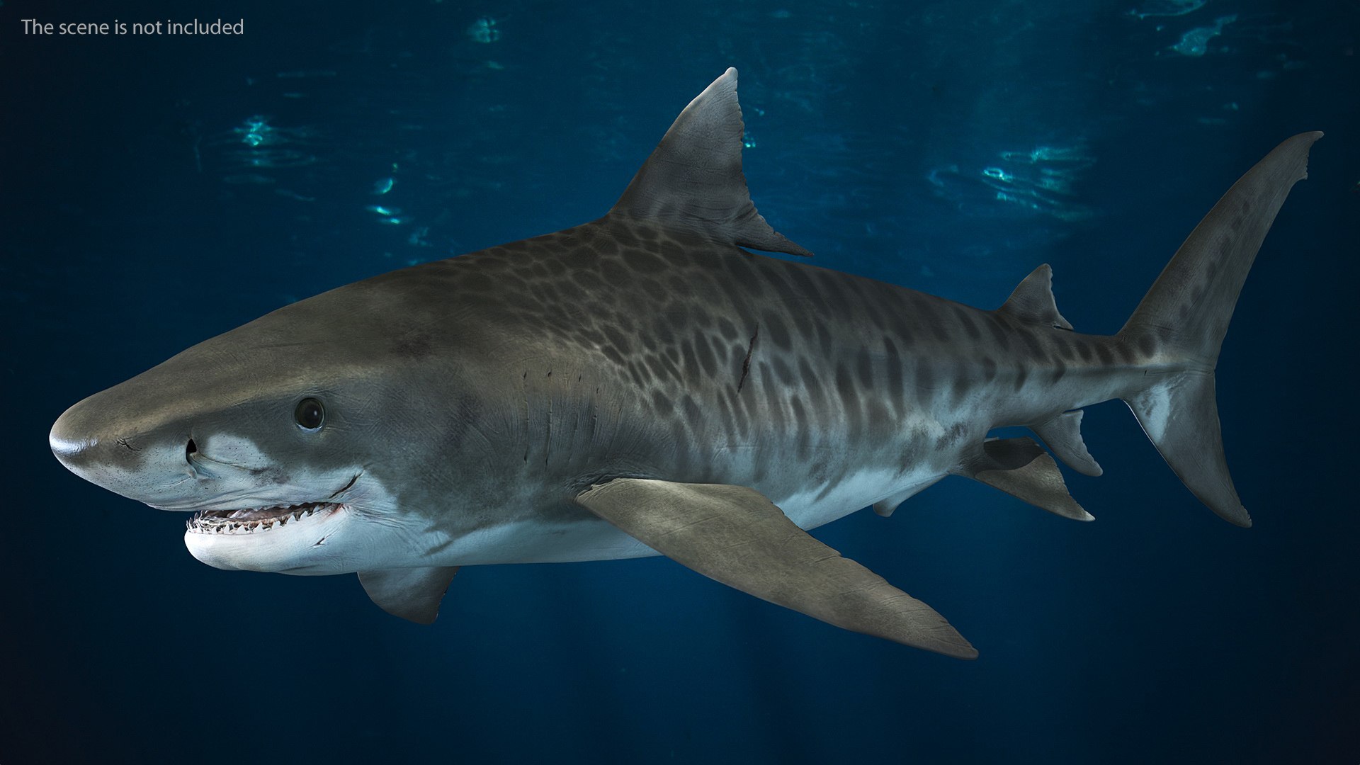 3D Model Tiger Shark Rigged - TurboSquid 2143786