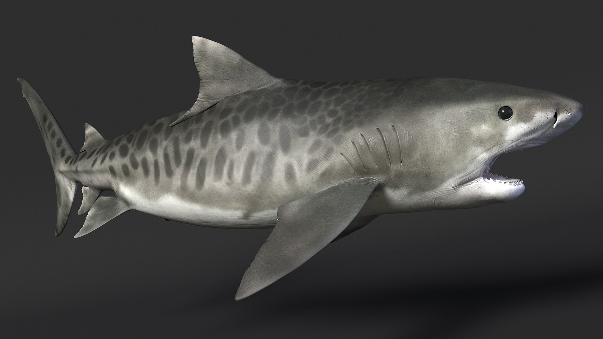 3D Model Tiger Shark Rigged - TurboSquid 2143786