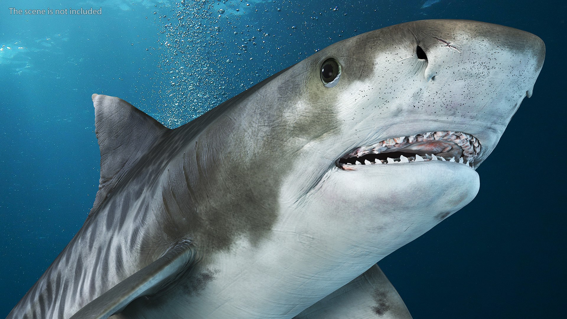 3D Model Tiger Shark Rigged - TurboSquid 2143786