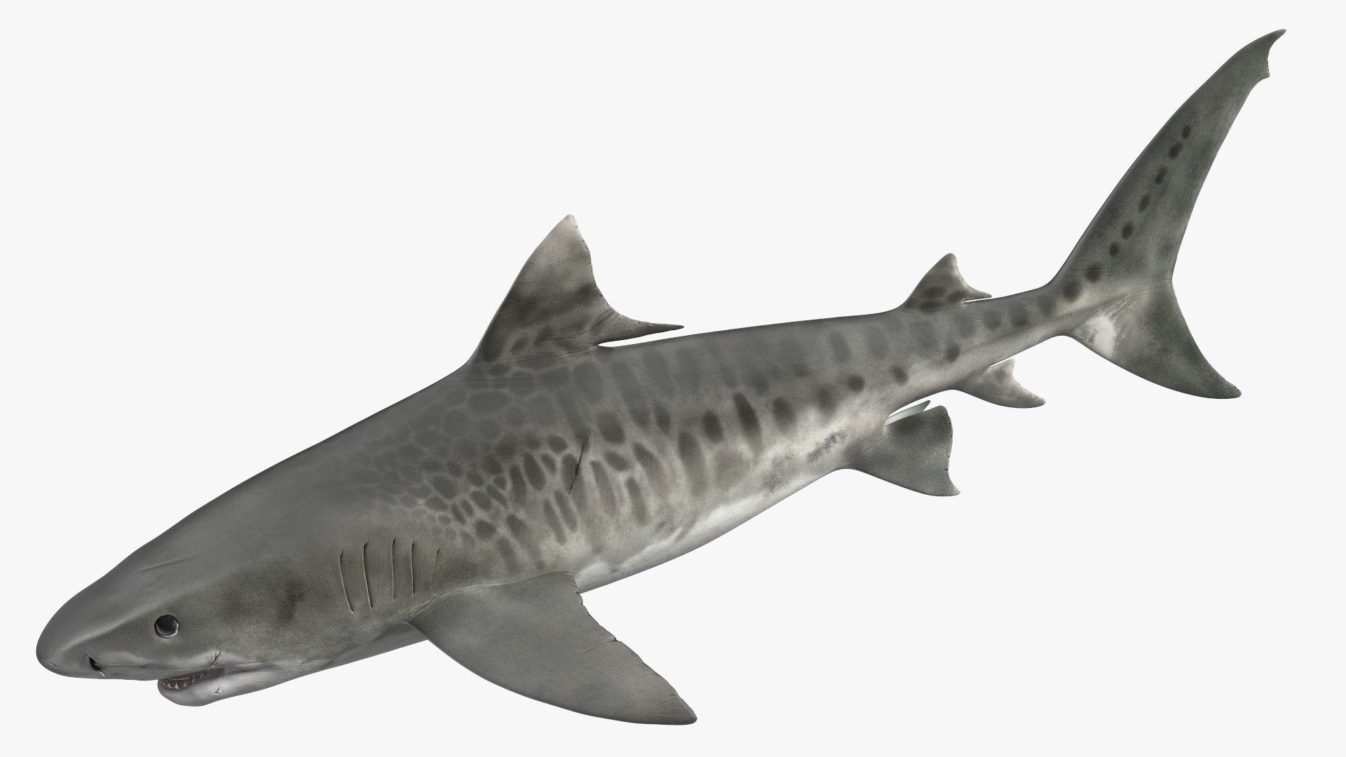 3D model Tiger Shark Rigged - TurboSquid 2143786